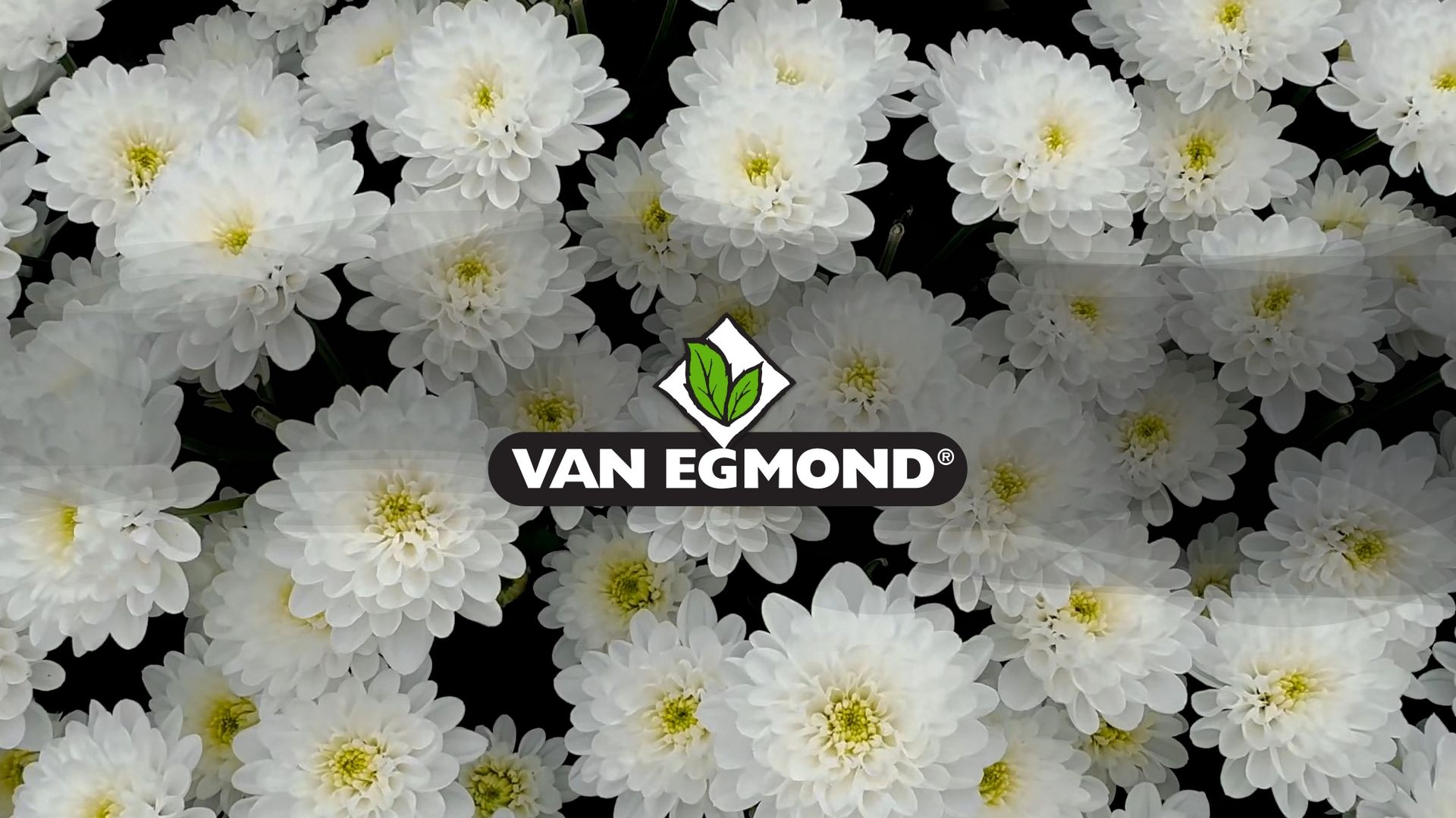 Fred van Paassen Chrysanten | VAN EGMOND potgrond